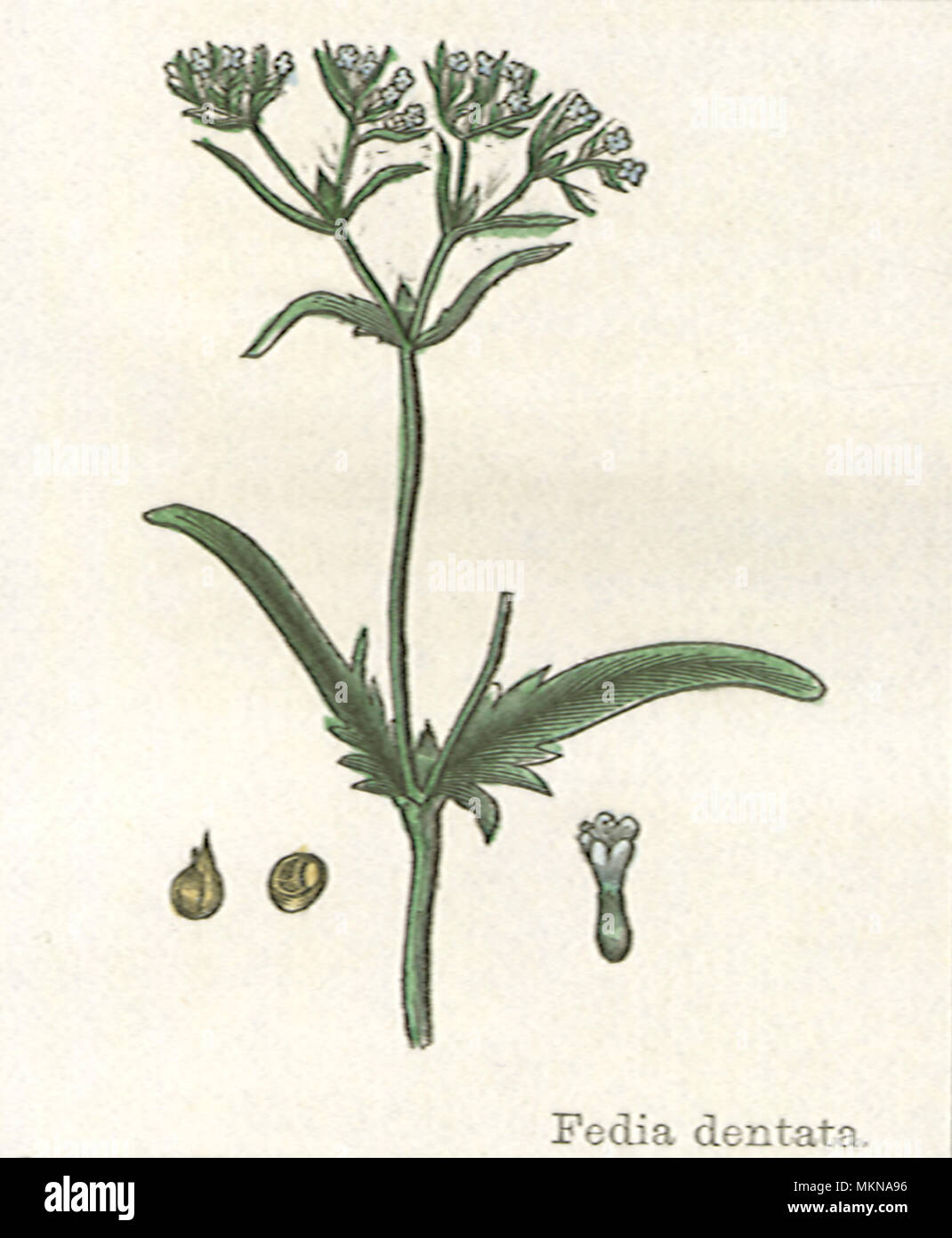 Fedia hi-res stock photography and images - Alamy