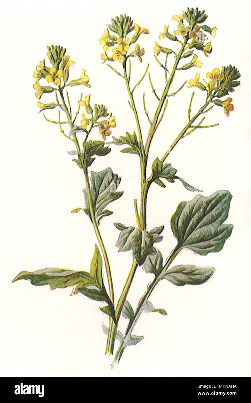 Small yellow flat flowers hi-res stock photography and images - Alamy