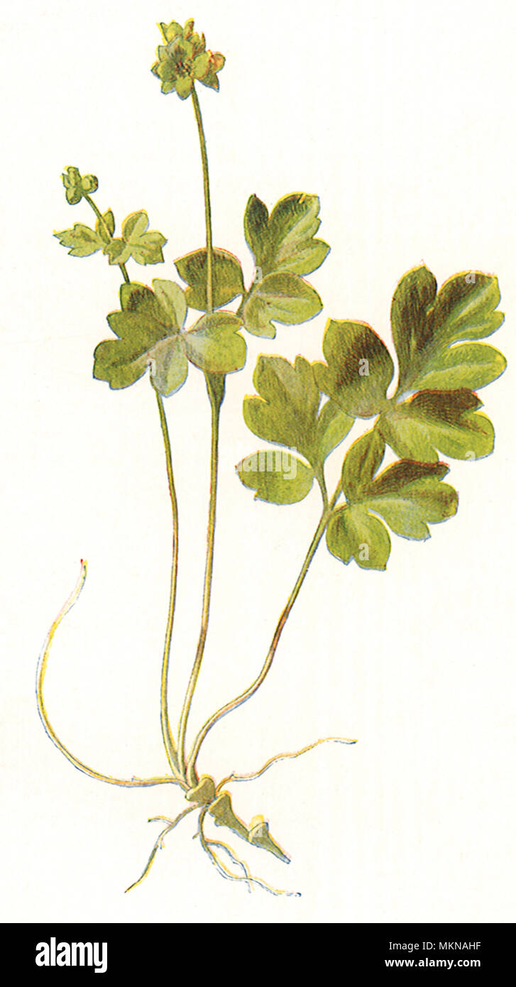 Tuberous flowers hi-res stock photography and images - Alamy