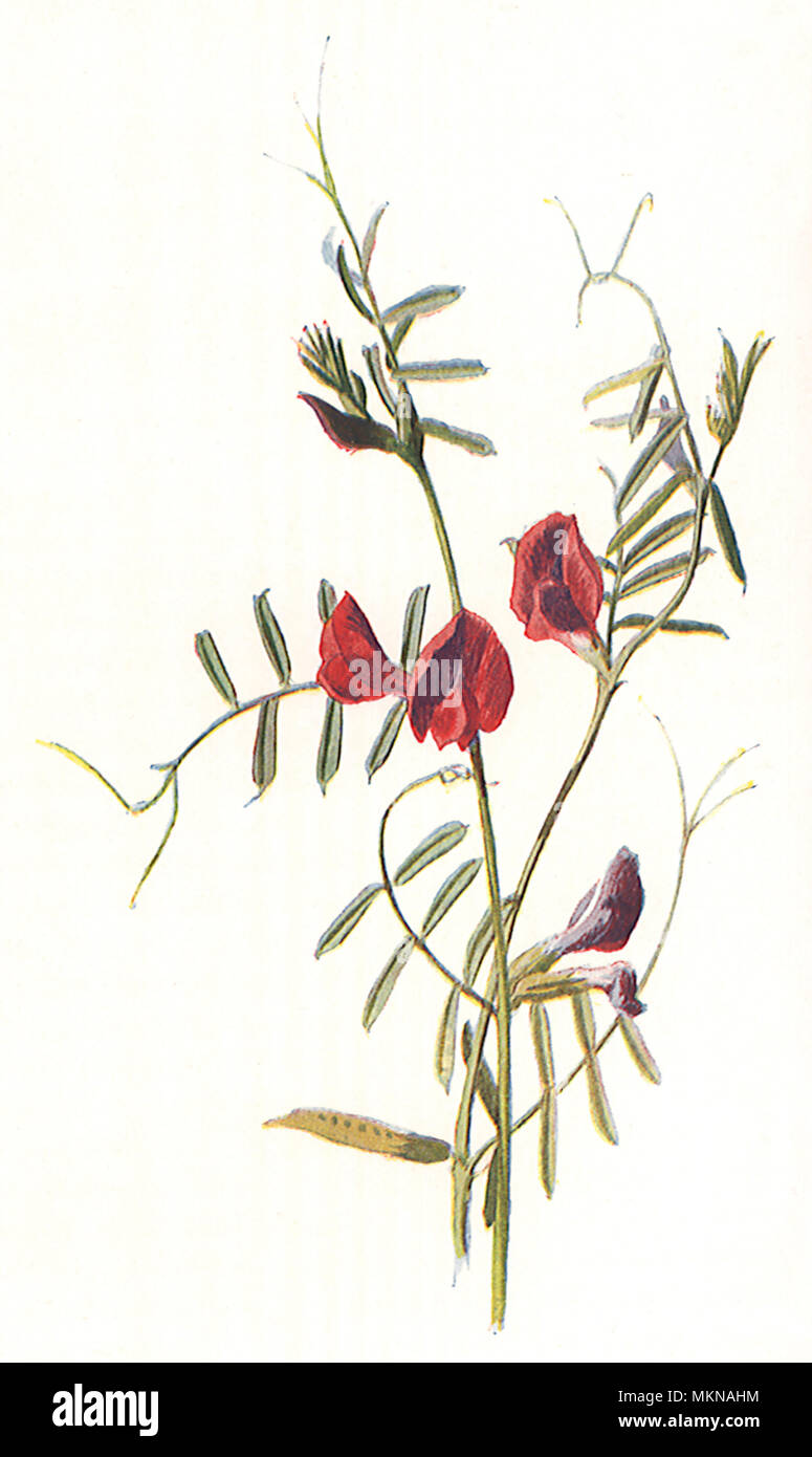 The vetch hi-res stock photography and images - Alamy