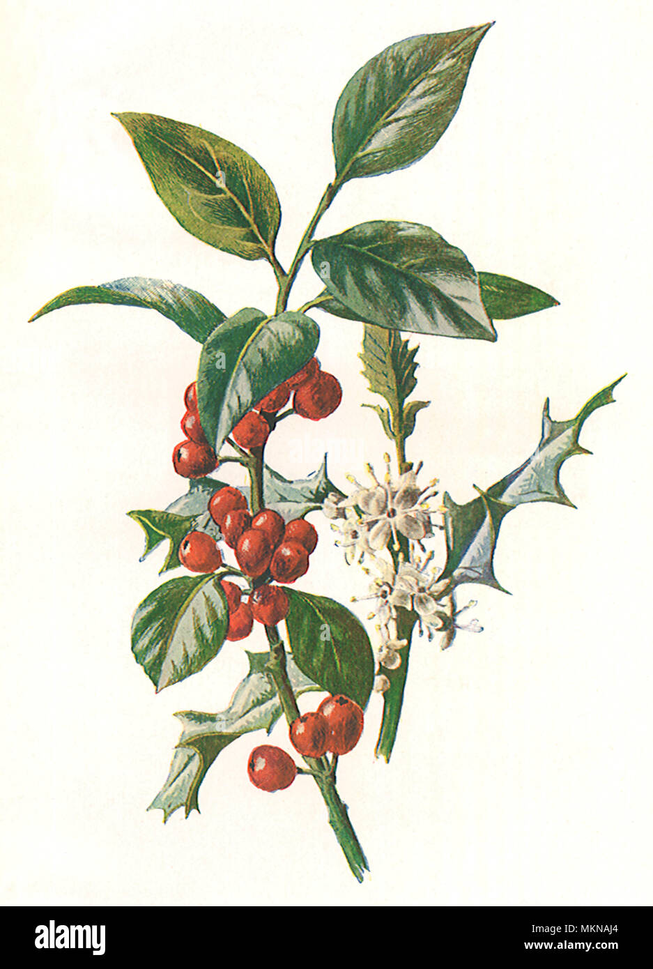 Holly plants hi-res stock photography and images - Alamy