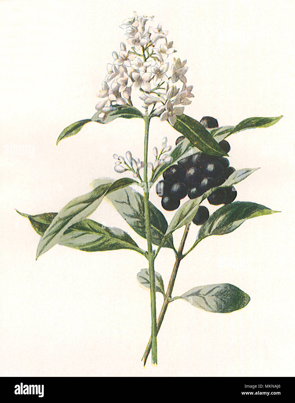 Privet plants hi-res stock photography and images - Alamy