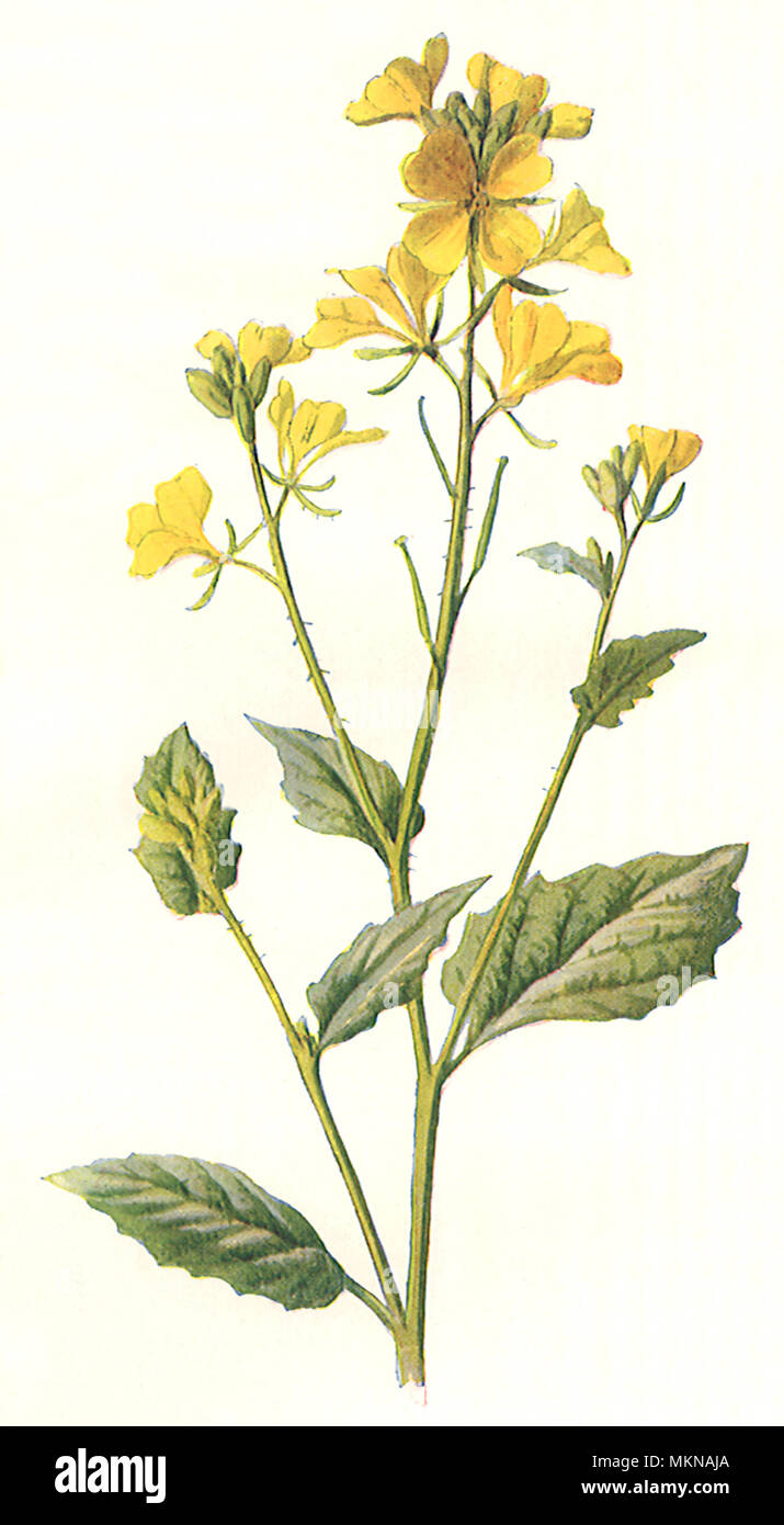 Charlock sinapis arvensis flower hi-res stock photography and images ...