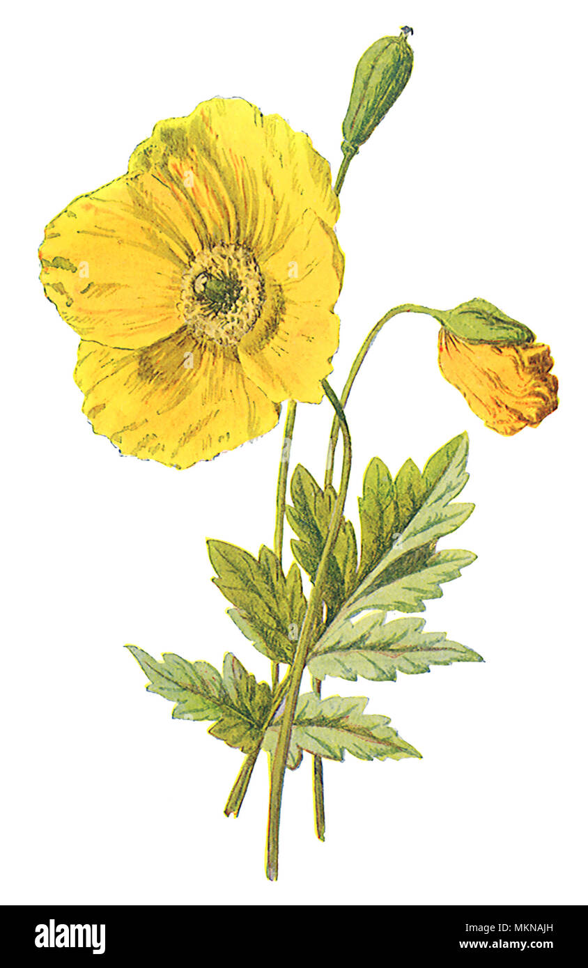 Mountain flowers Cut Out Stock Images & Pictures - Alamy