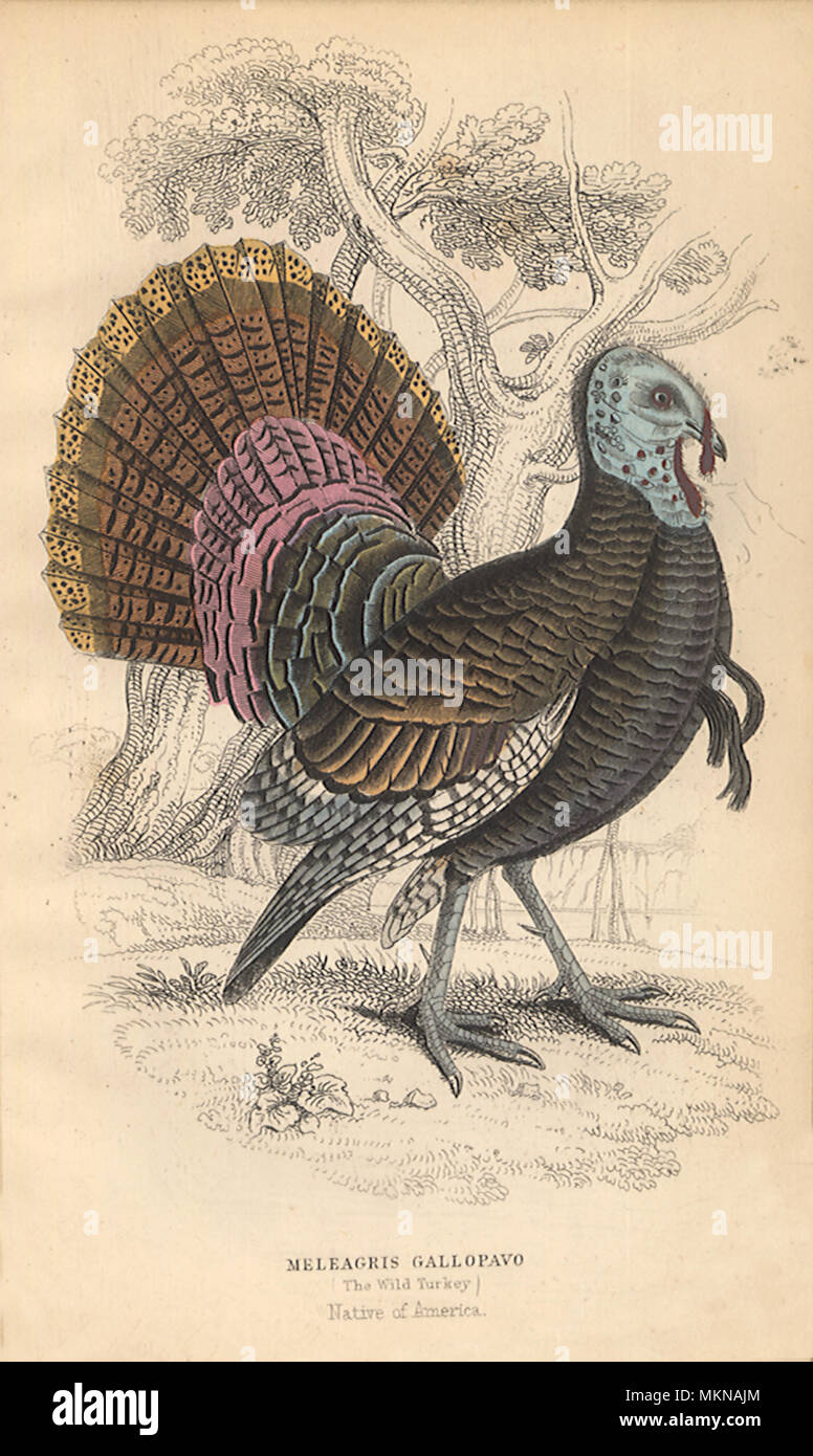 Two turkey birds hi-res stock photography and images - Alamy