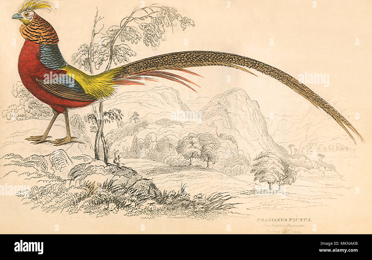 Pheasant hill hi-res stock photography and images - Alamy