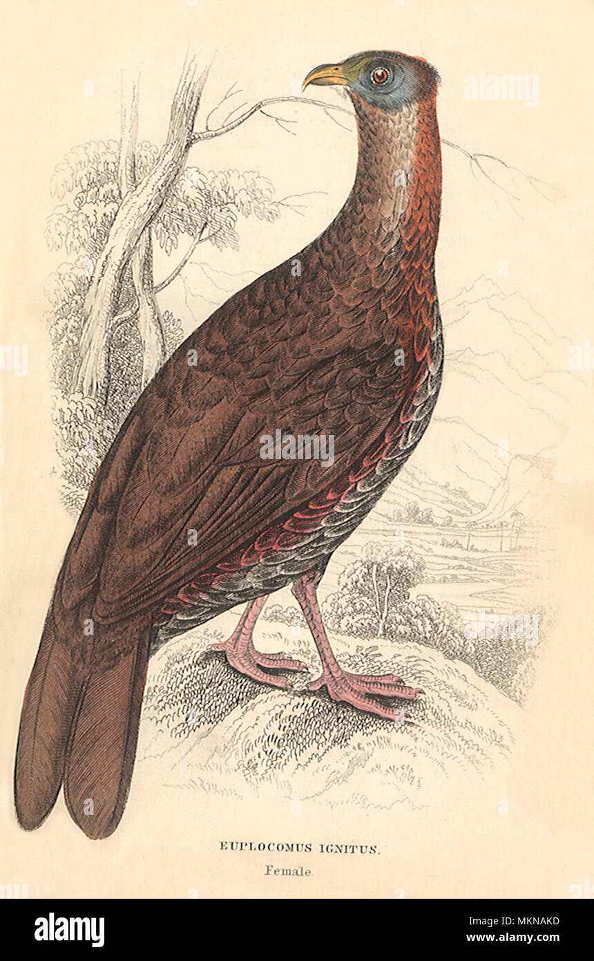 Ignitius hi-res stock photography and images - Alamy