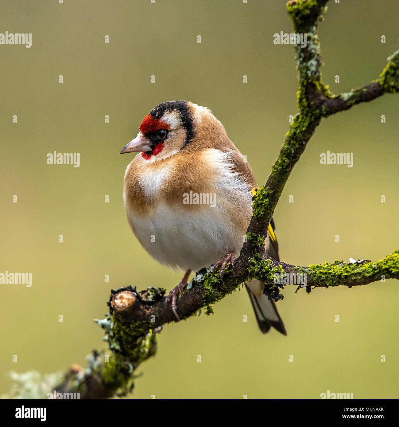 European Goldfinch is a highly coloured finch with a bright red face ...