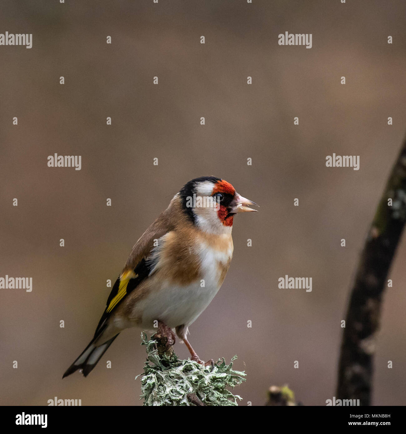 Bright yellow goldfinch hi-res stock photography and images - Alamy