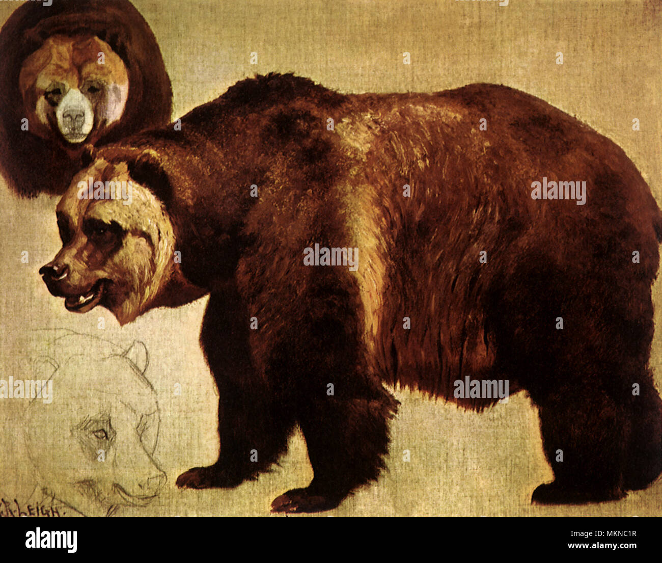 Study of a Grizzly Bear Stock Photo - Alamy
