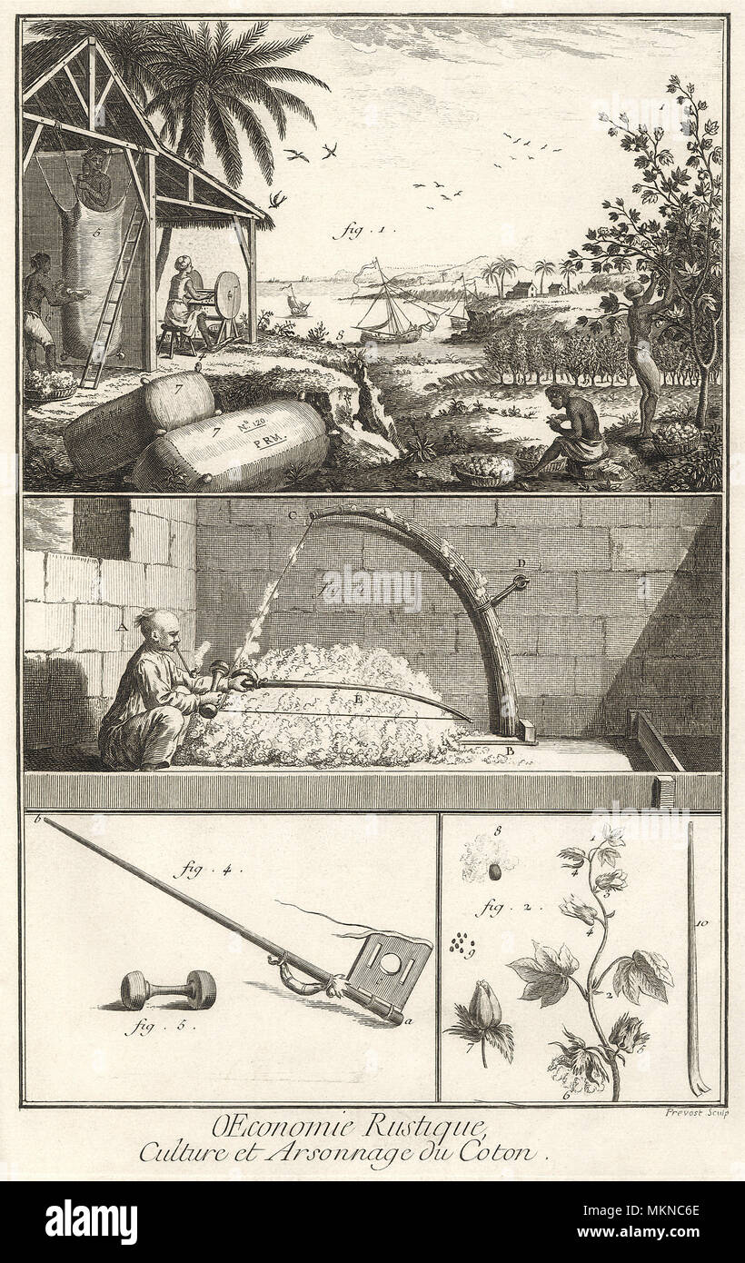 Cotton industry illustration hi-res stock photography and images - Alamy