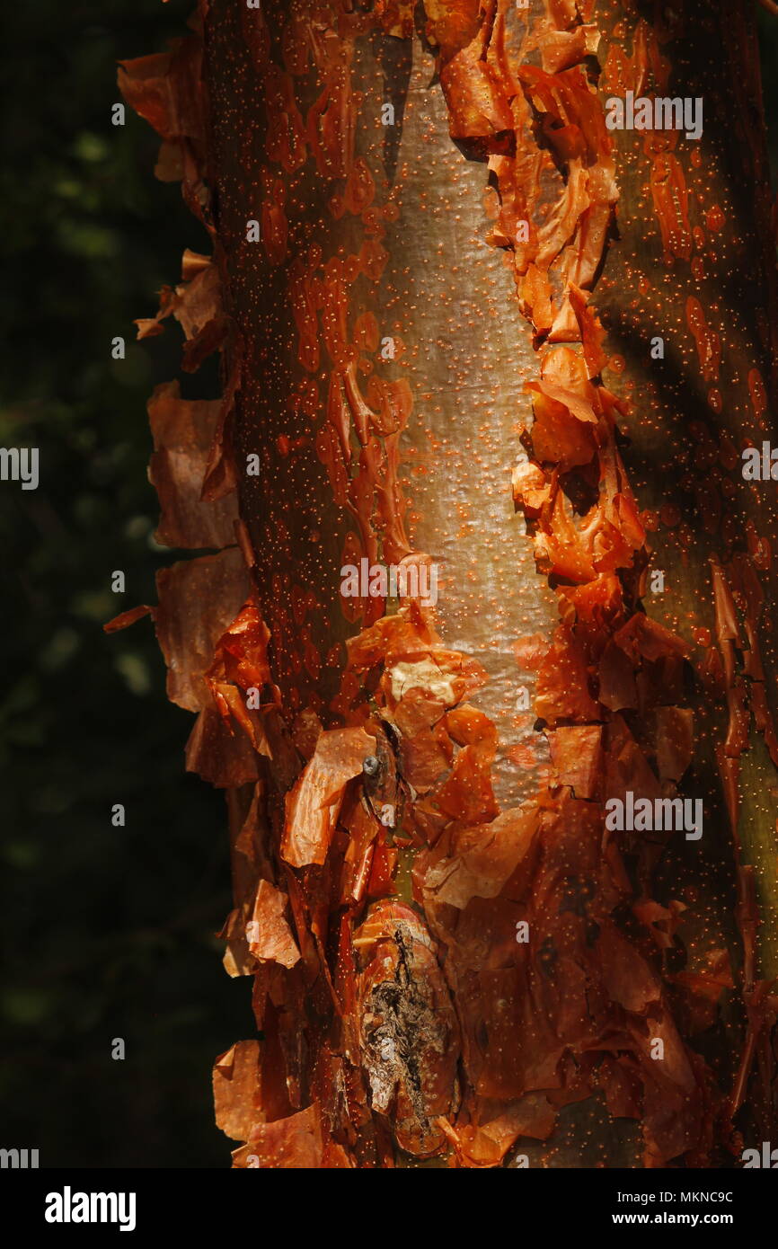 sunshine on red birch tree Stock Photo - Alamy