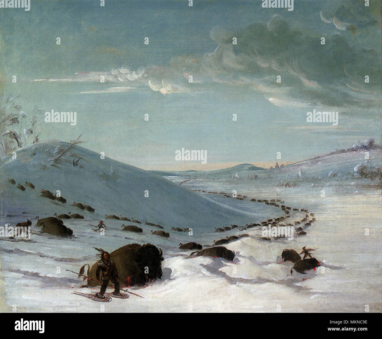 Buffalo Chase in Winter Stock Photo - Alamy
