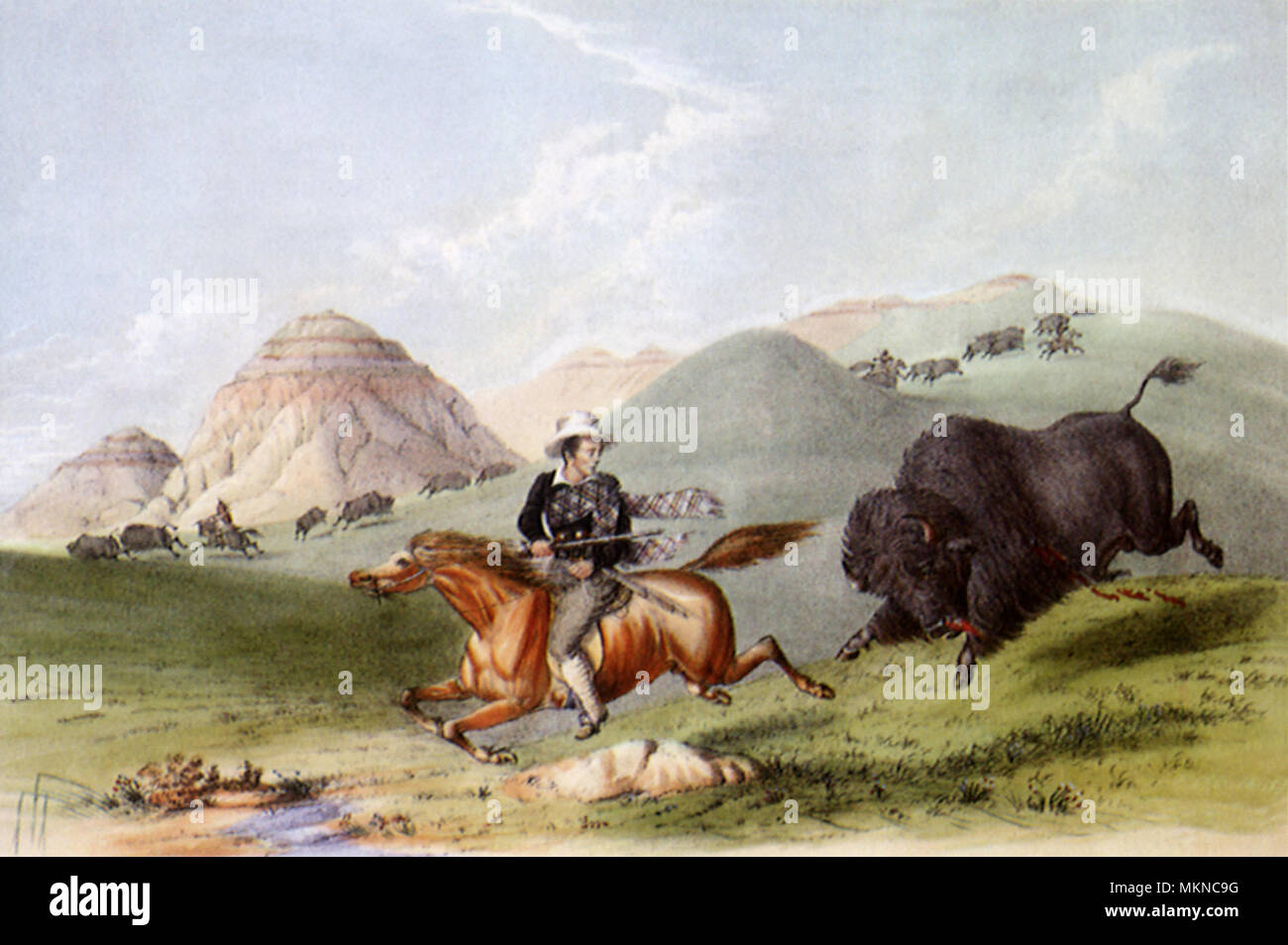 Lithograph buffalo hi-res stock photography and images - Alamy