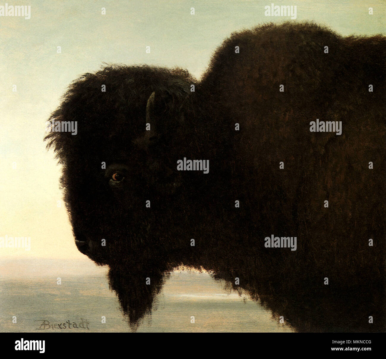 Buffalo head art hi-res stock photography and images - Alamy