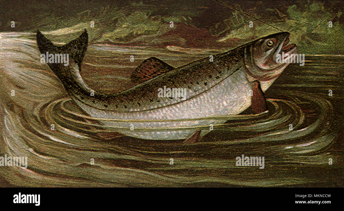 Fish Caught on a Hook Stock Photo - Alamy