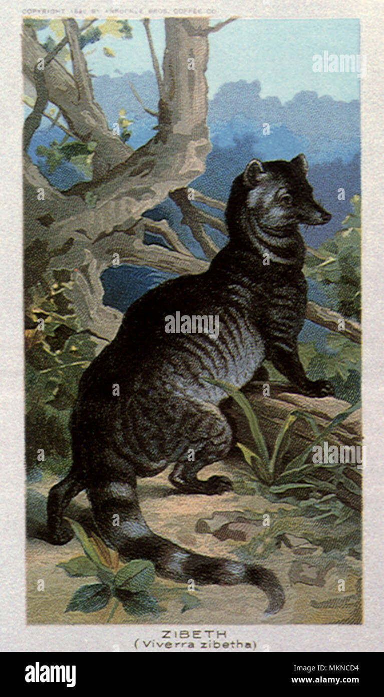 Zibet hi-res stock photography and images - Alamy