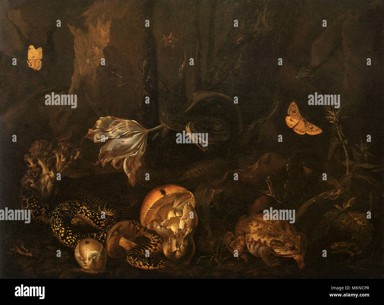 Still Life with Insects and Amphibians Stock Photo - Alamy