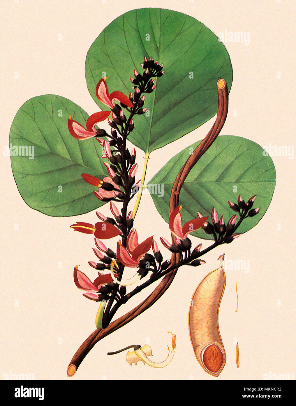 Butea superba hi-res stock photography and images - Alamy