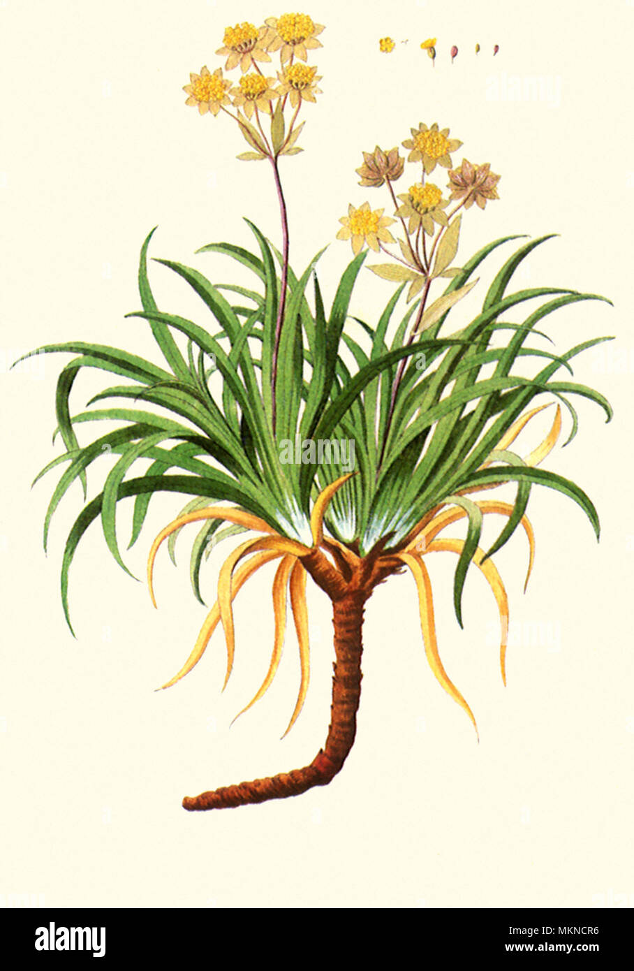 Plant bupleurum hi-res stock photography and images - Alamy