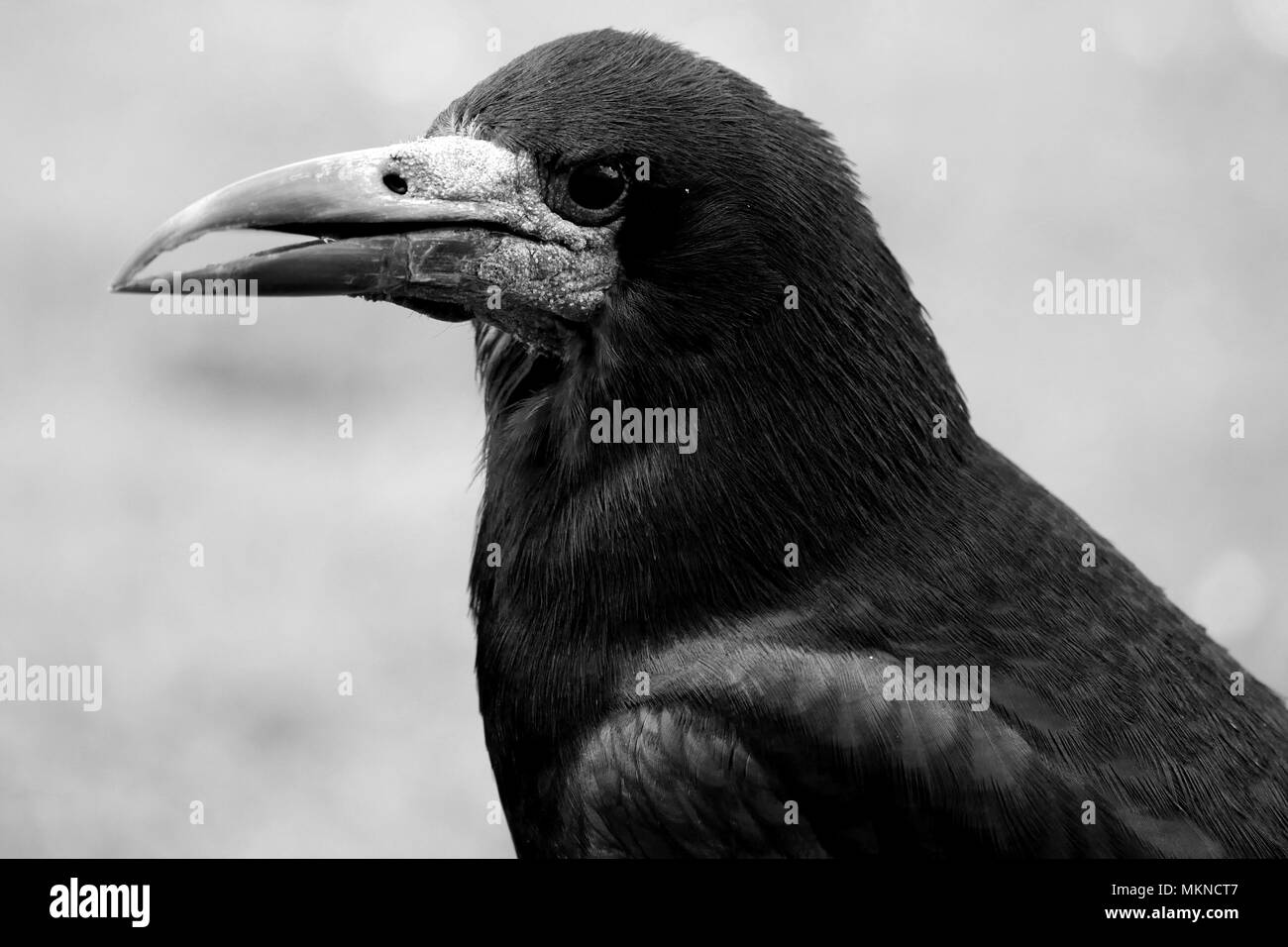 Black and white portrait, into the eyes of a Rook Stock Photo - Alamy