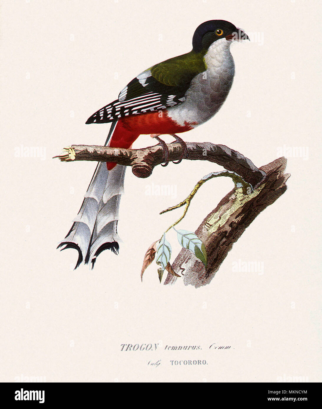 Trogon temnurus hi-res stock photography and images - Alamy