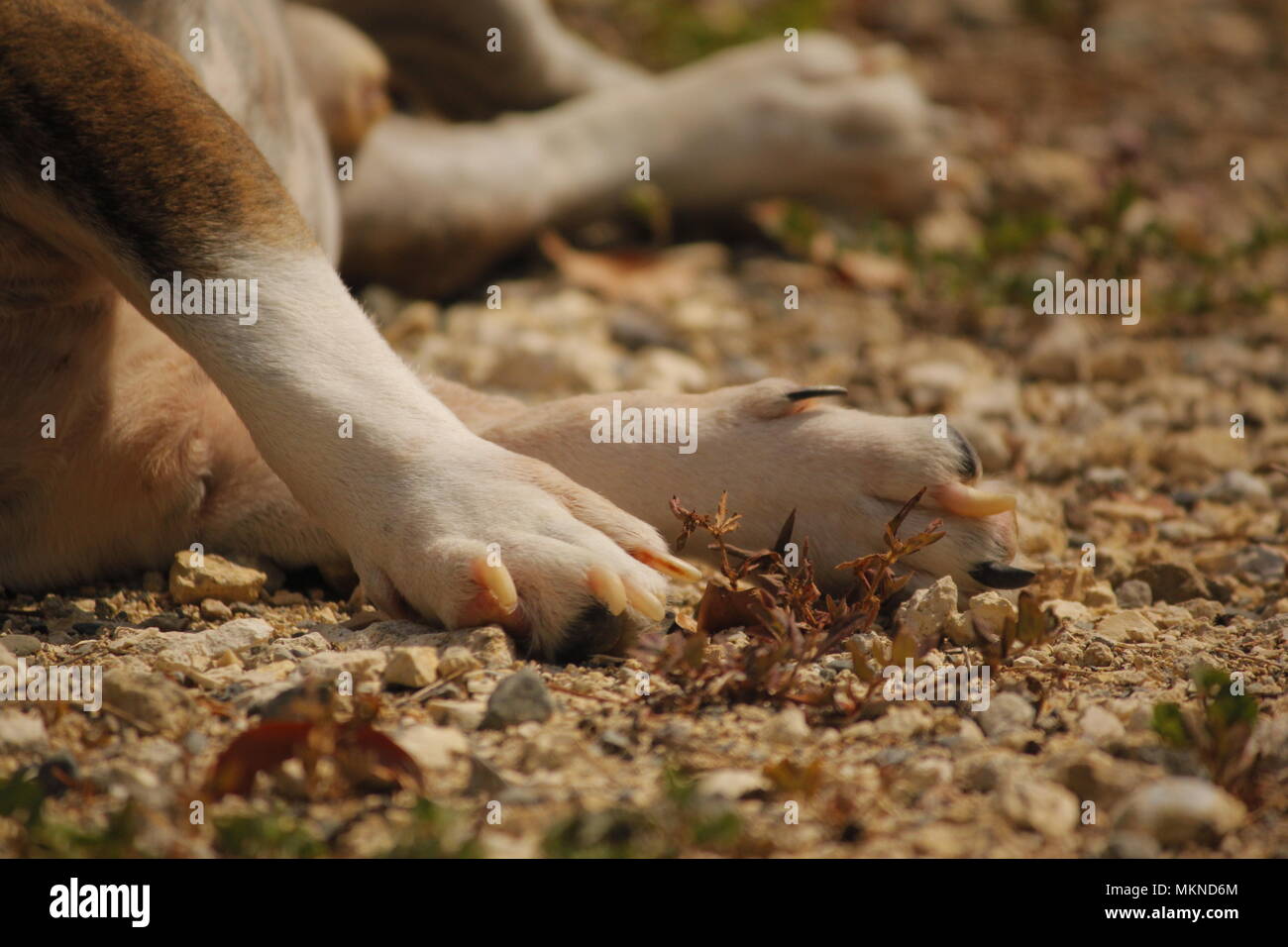 Bulldog paw up hi-res stock photography and images - Alamy