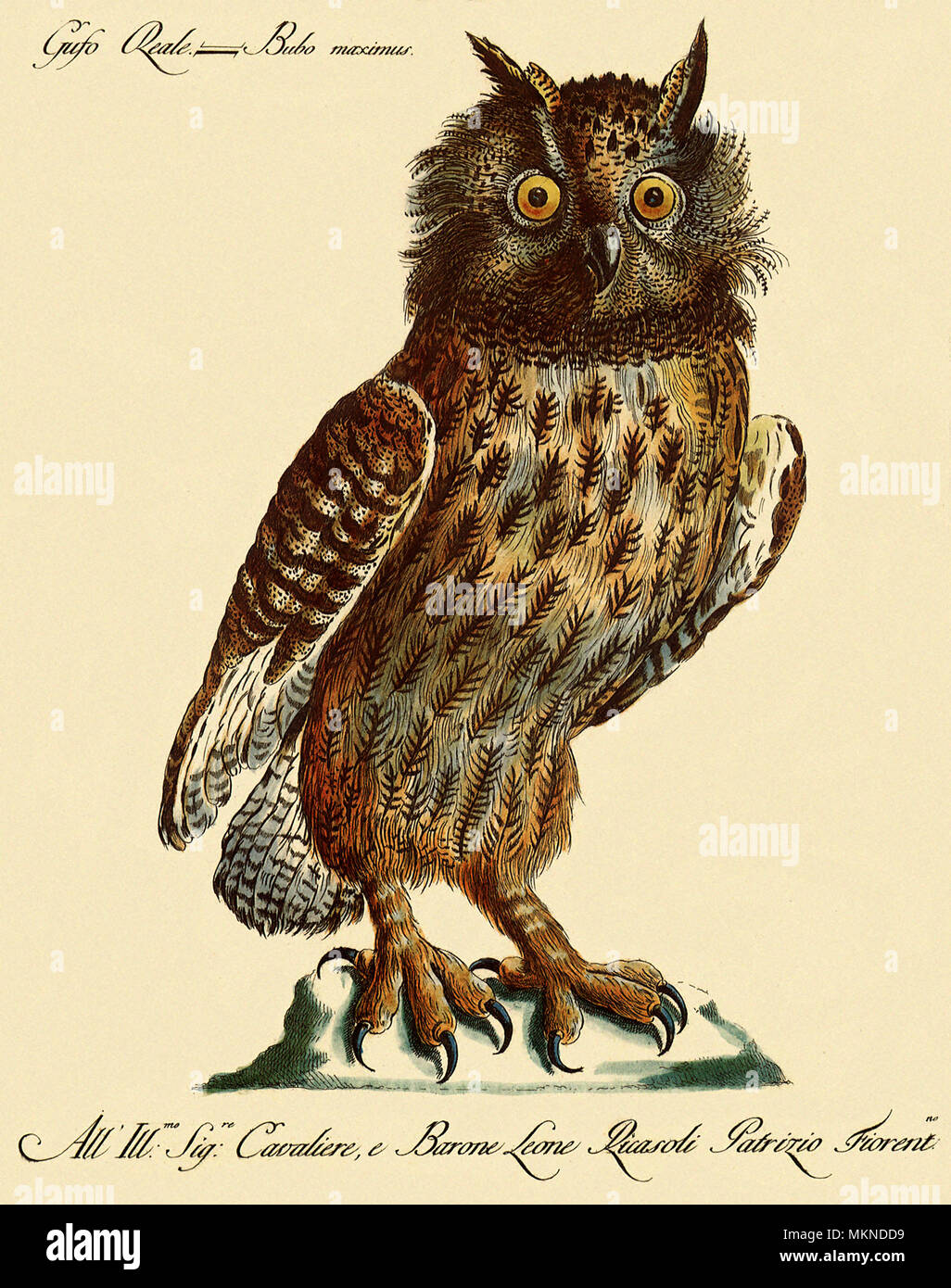 Feathered owl hi-res stock photography and images - Alamy