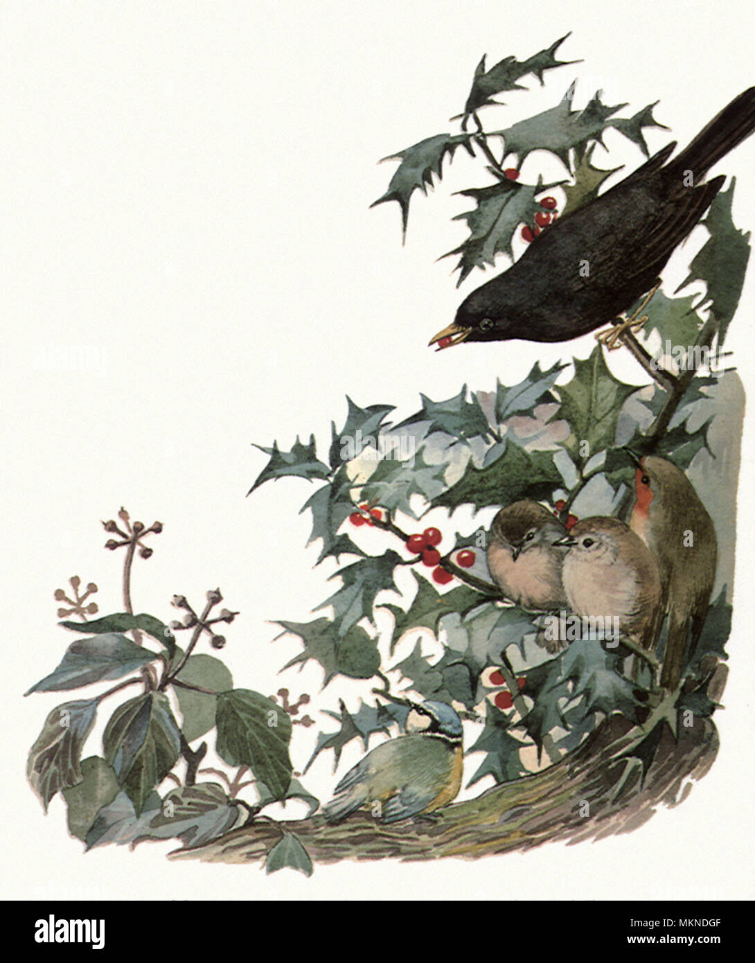 Birds and Mistletoe Stock Photo - Alamy