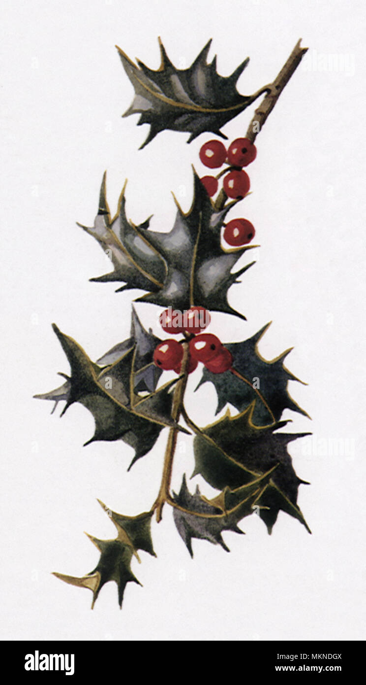 Of mistletoe hi-res stock photography and images - Alamy