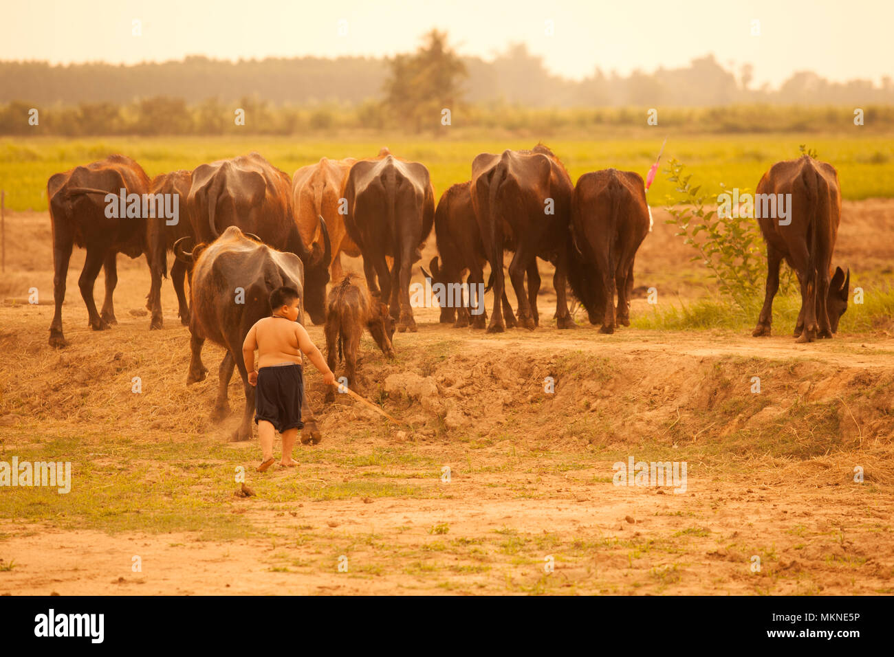 Thailand Rural Traditional Scene, Thai farmer boy herding buffaloes ...