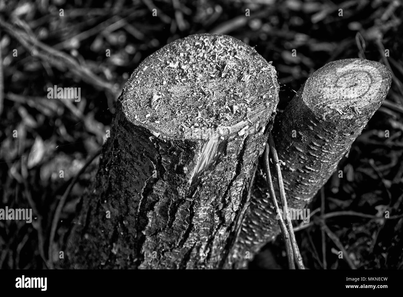 Old chump Black and White Stock Photos & Images - Alamy