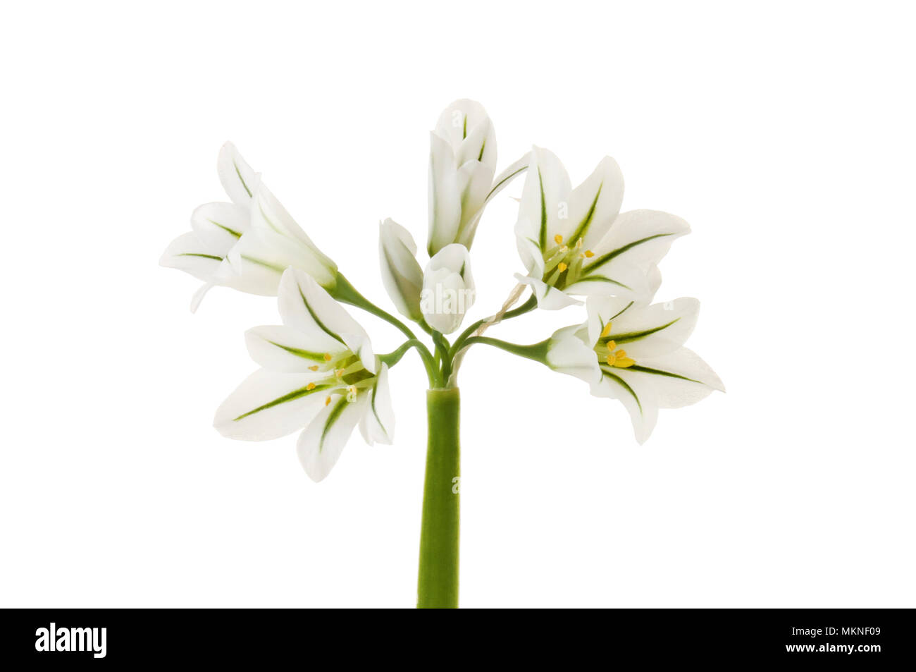 Three-cornered leek, Allium triquetrum, flowers isolated against white ...