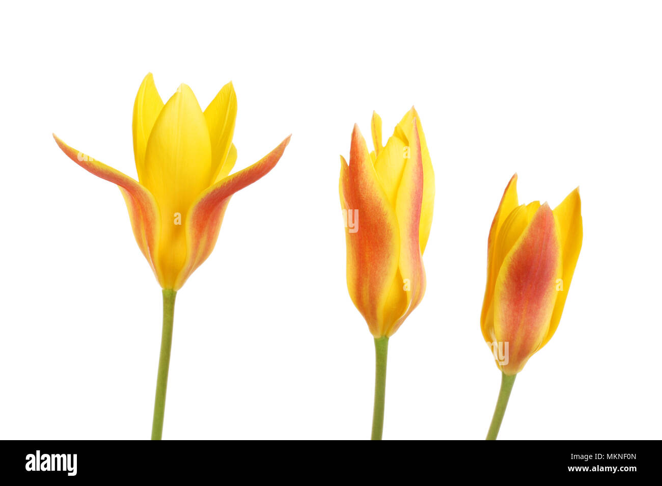 Three miniature tulip flowers isolated against white Stock Photo - Alamy