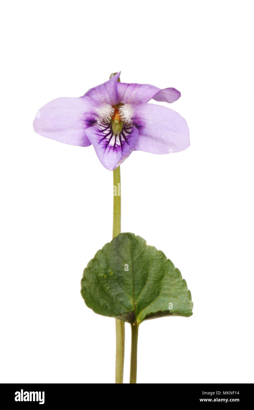 Wildflower viola flower leaf hi-res stock photography and images - Alamy
