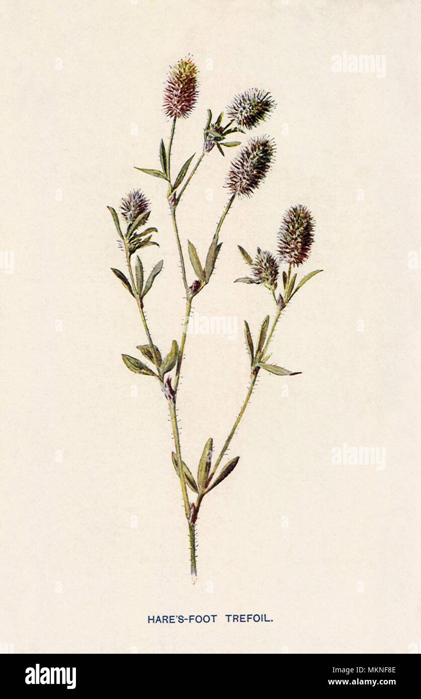 American trefoil hi-res stock photography and images - Alamy