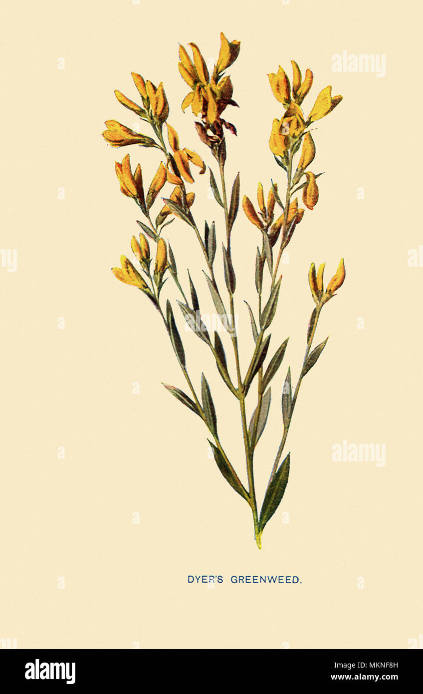 Genista tinctoria plant hi-res stock photography and images - Alamy