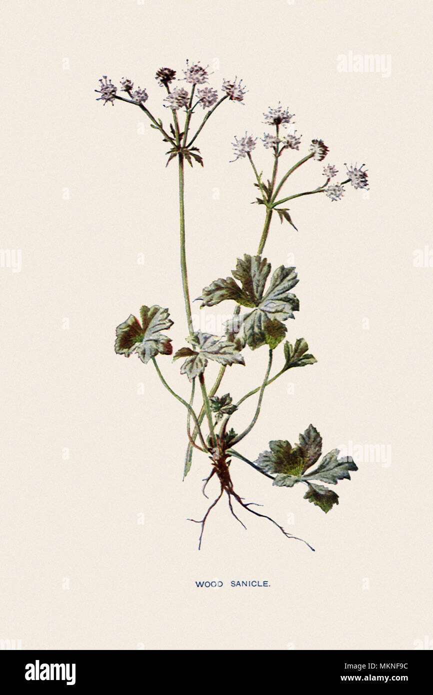 Sanicle or wood sanicle hi-res stock photography and images - Alamy