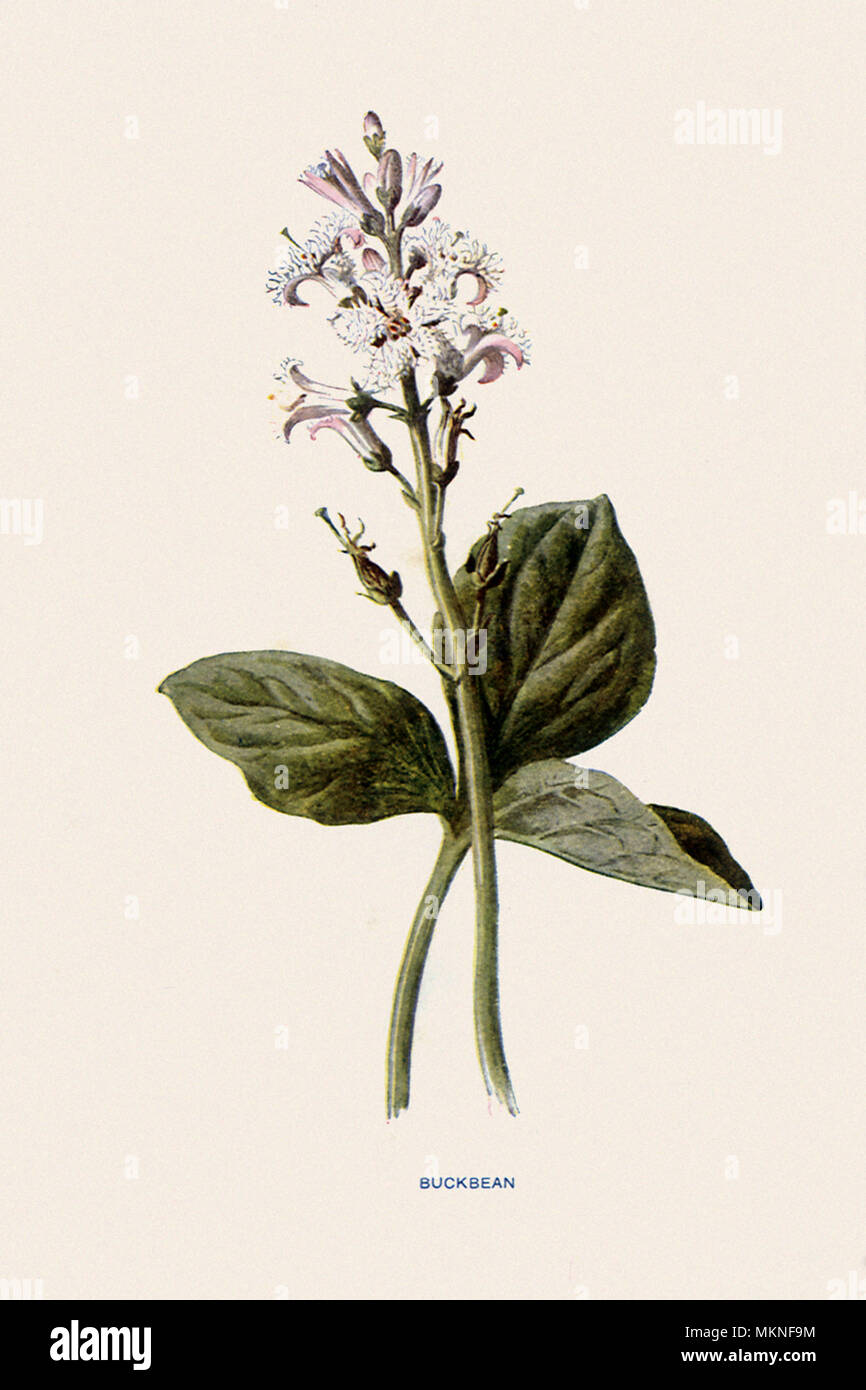 Buckbean plant hi-res stock photography and images - Alamy