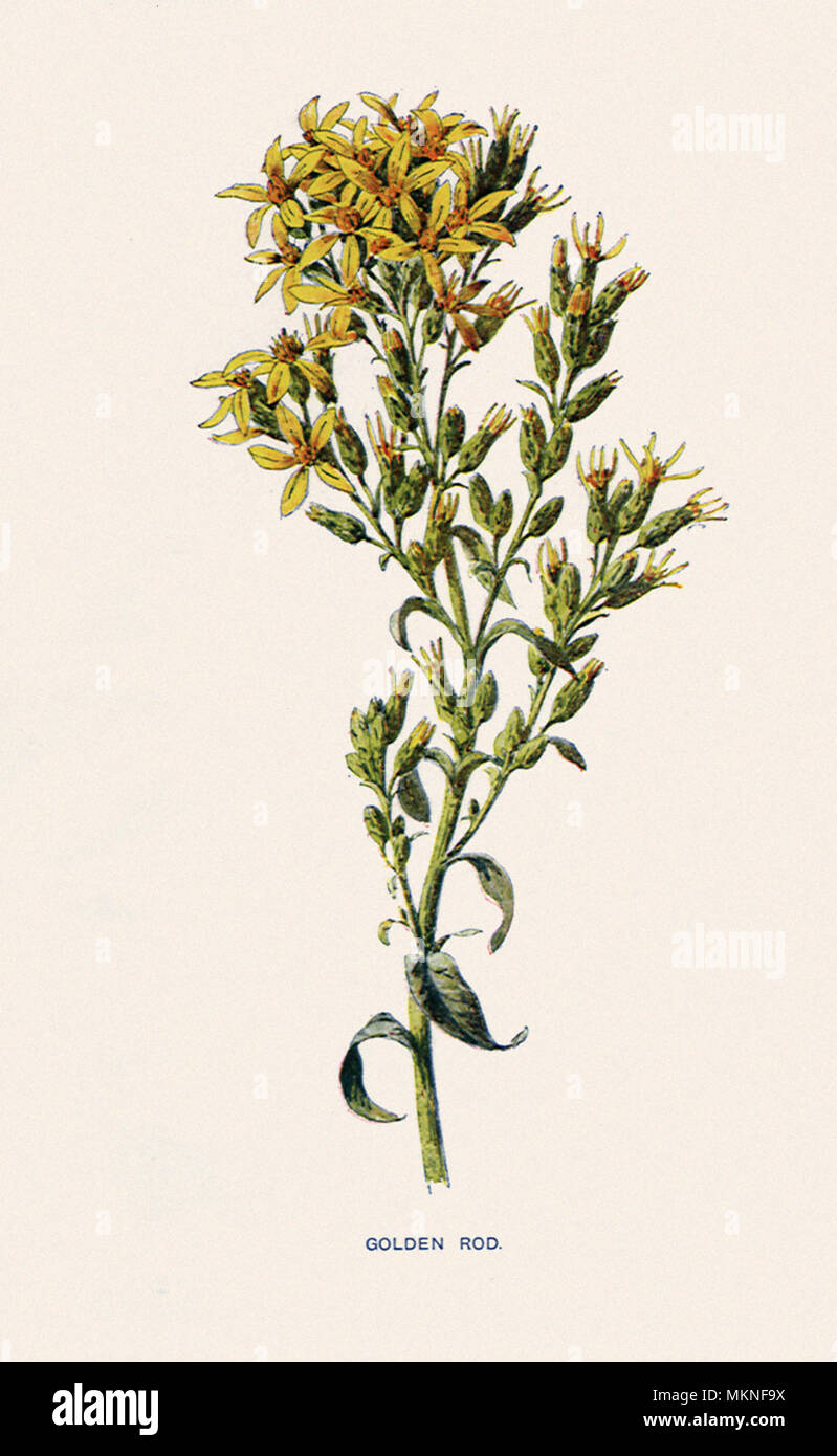 Solidago virgaurea illustration hi-res stock photography and images - Alamy