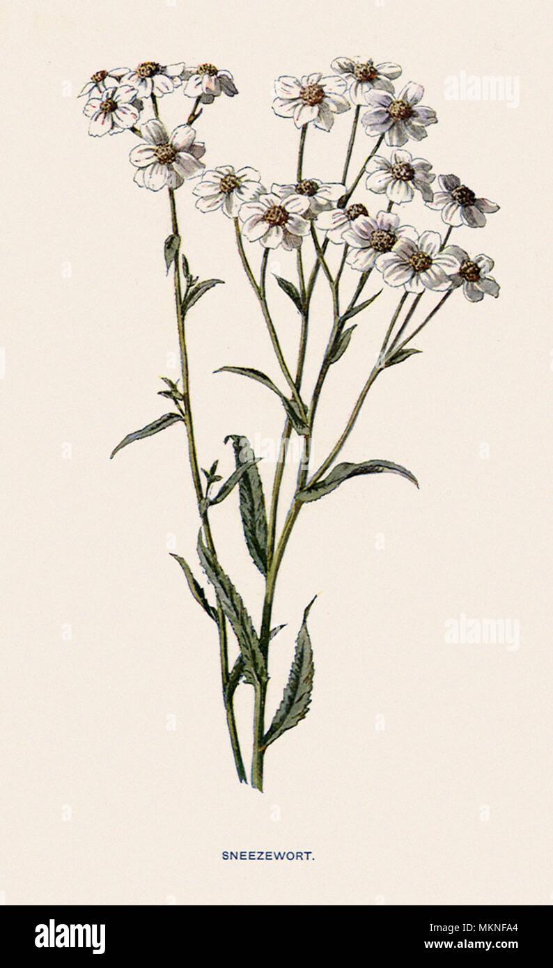 Achillea ptarmica plant hi-res stock photography and images - Alamy