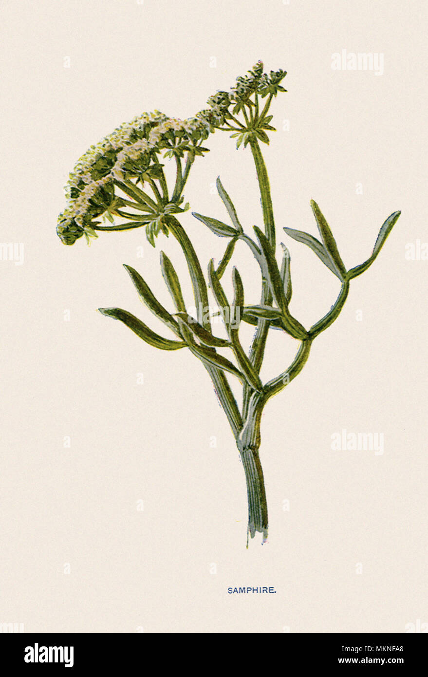 Samphire, Crithmum maritimum Stock Photo - Alamy