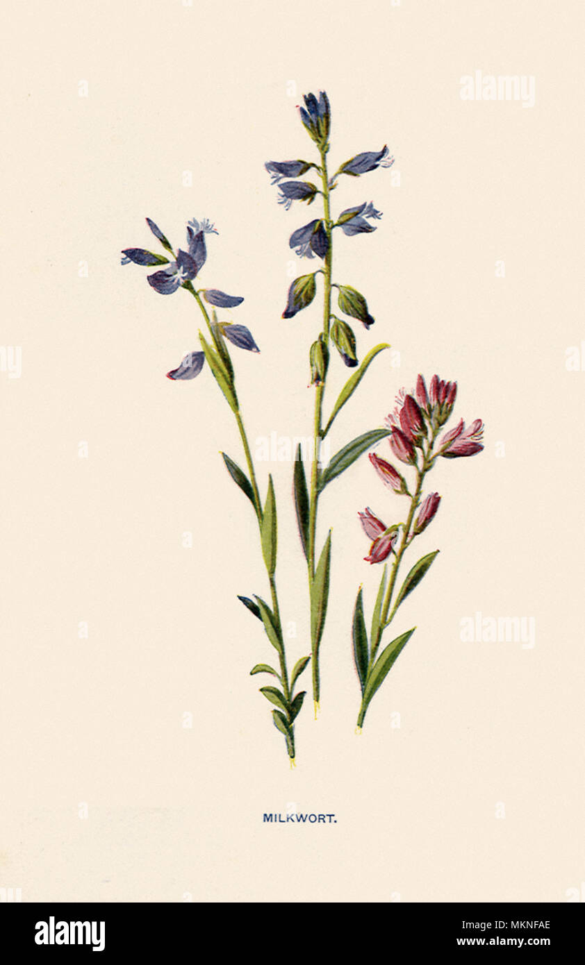 Milkwort, Polygala vulgaris Stock Photo - Alamy