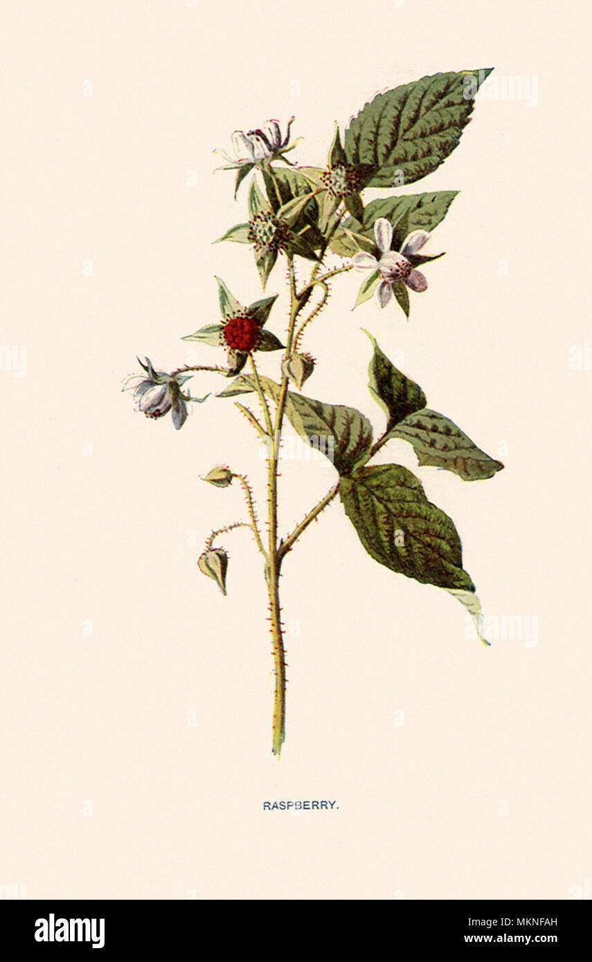 Rubus fruit stage hi-res stock photography and images - Alamy