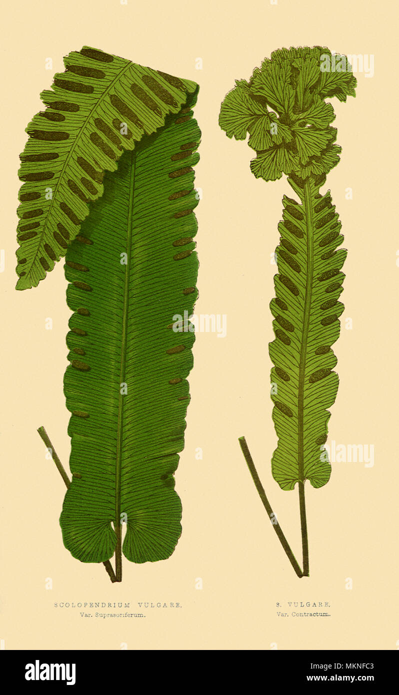 Scolopendrium vulgare hi-res stock photography and images - Alamy