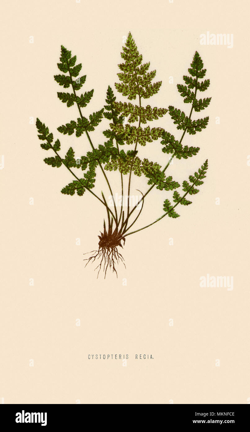 Cystopteris hi-res stock photography and images - Alamy