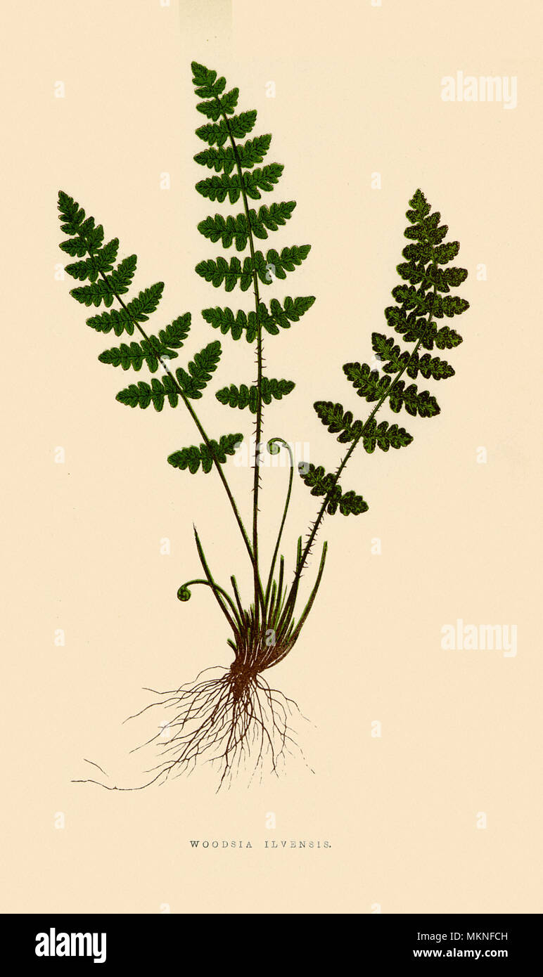 Ilvensis hi-res stock photography and images - Alamy
