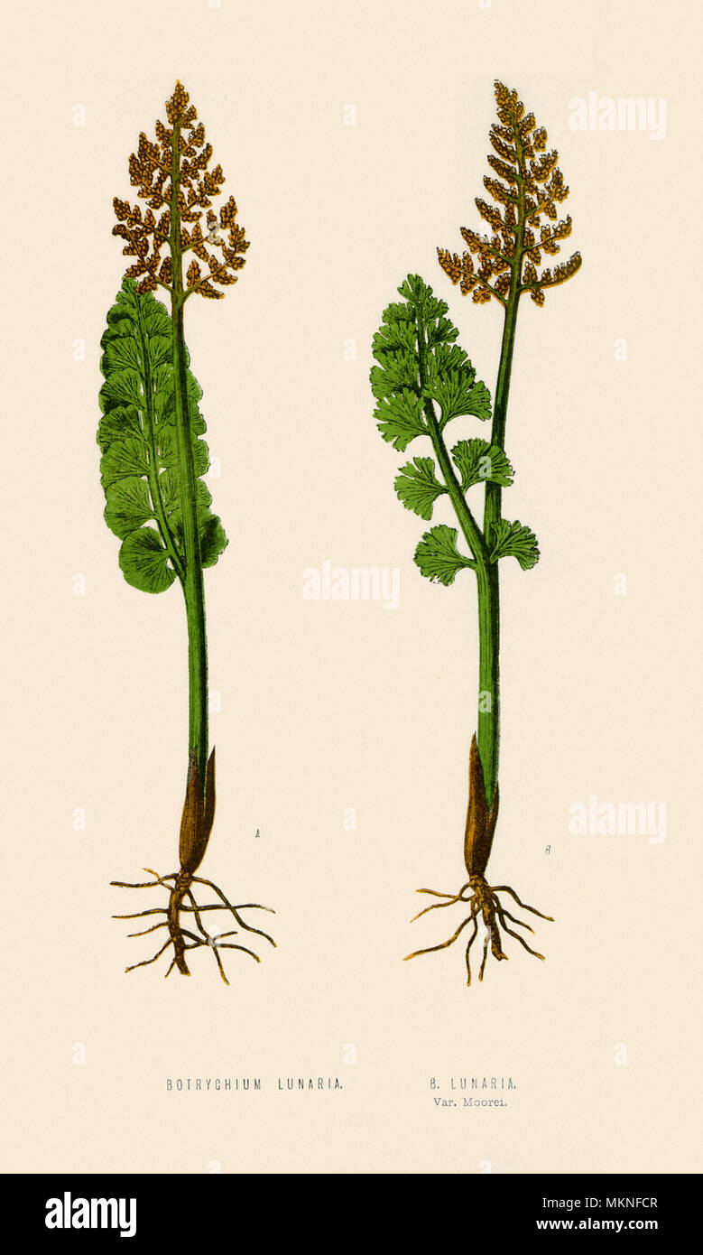 Moonwort Botrychium Lunaria Stock Photos & Moonwort Botrychium Lunaria ...