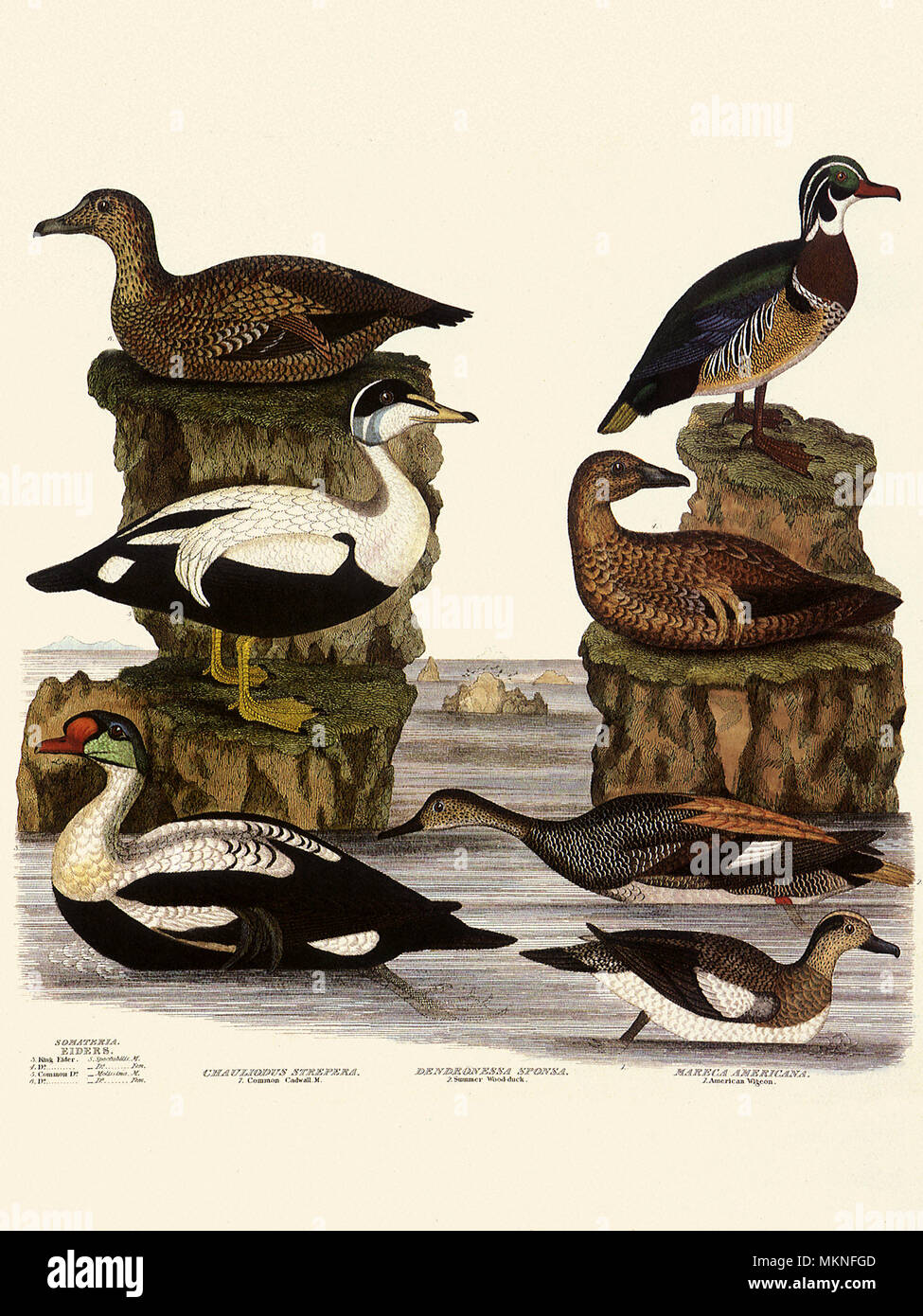 Vintage ducks hi-res stock photography and images - Alamy