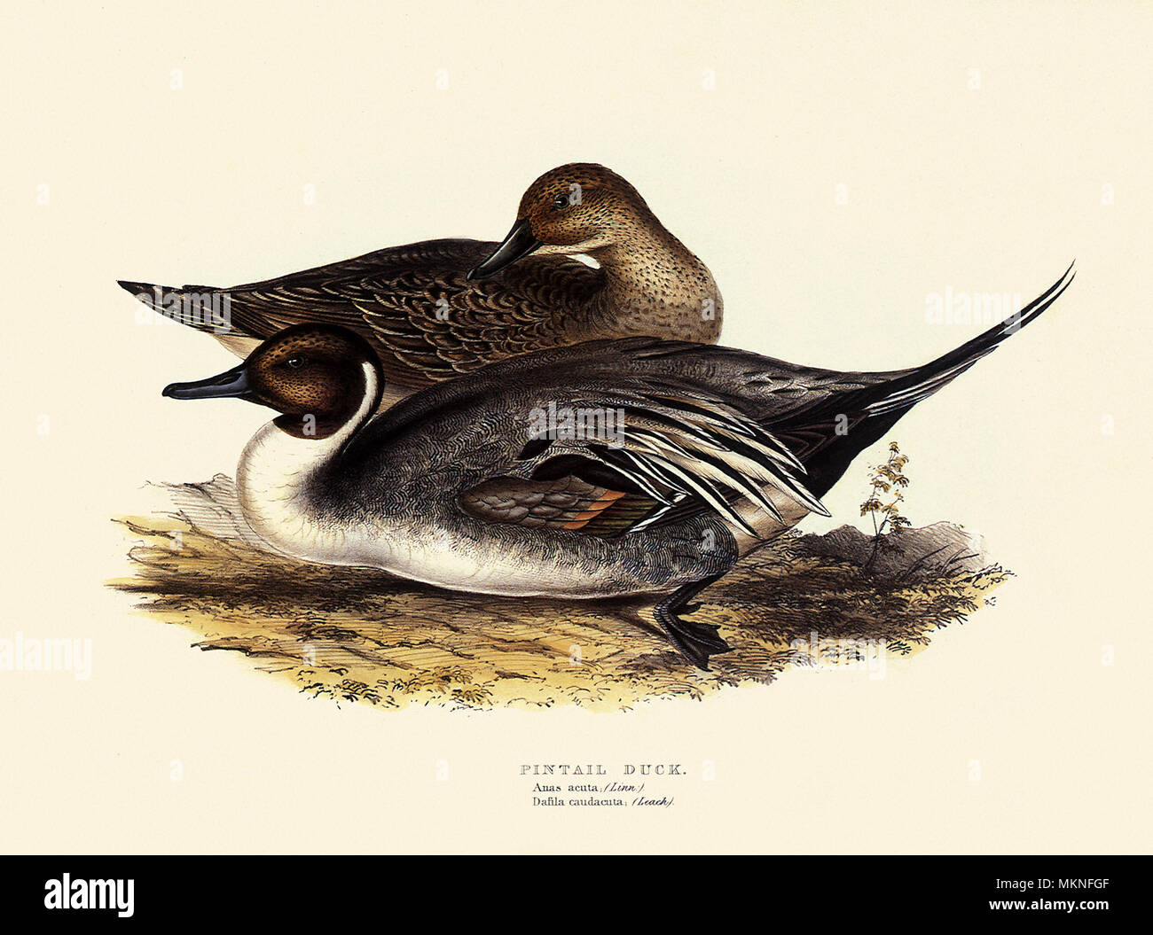 Common Pintail, Anas acuta Stock Photo - Alamy